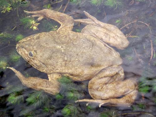 Oscar Damián-Baldeón - High Andean Amphibian Conservation Initiative of the Lake Junín Basin ...